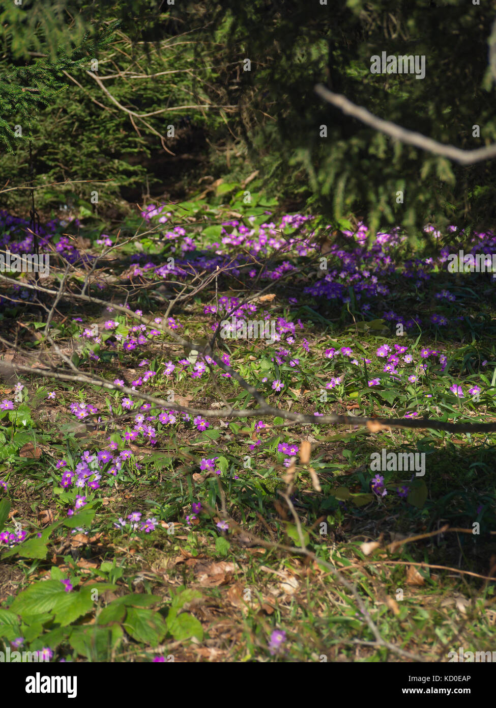Georgia wildflowers High Resolution Stock Photography and Images - Alamy