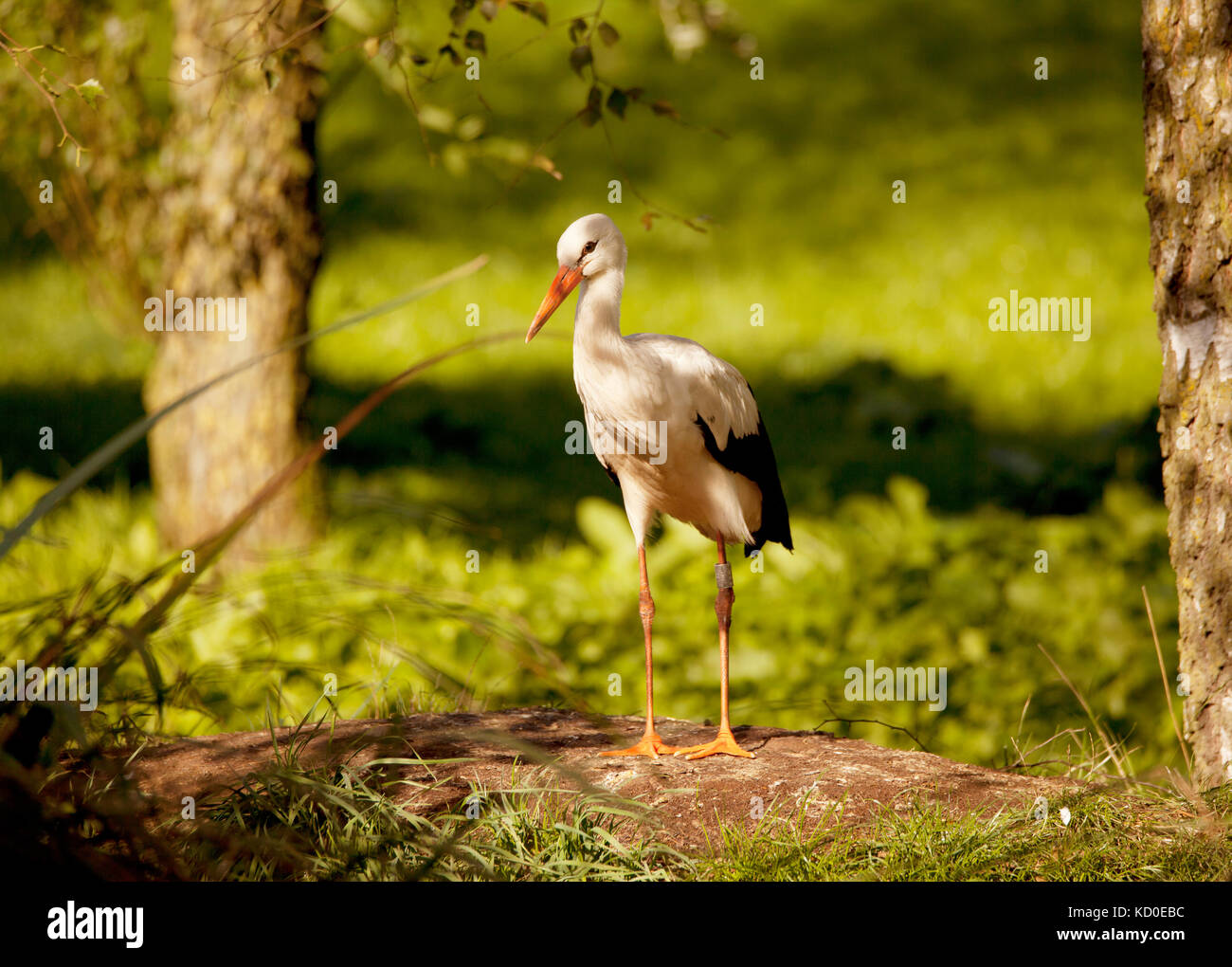 Stork ring hi-res stock photography and images - Alamy