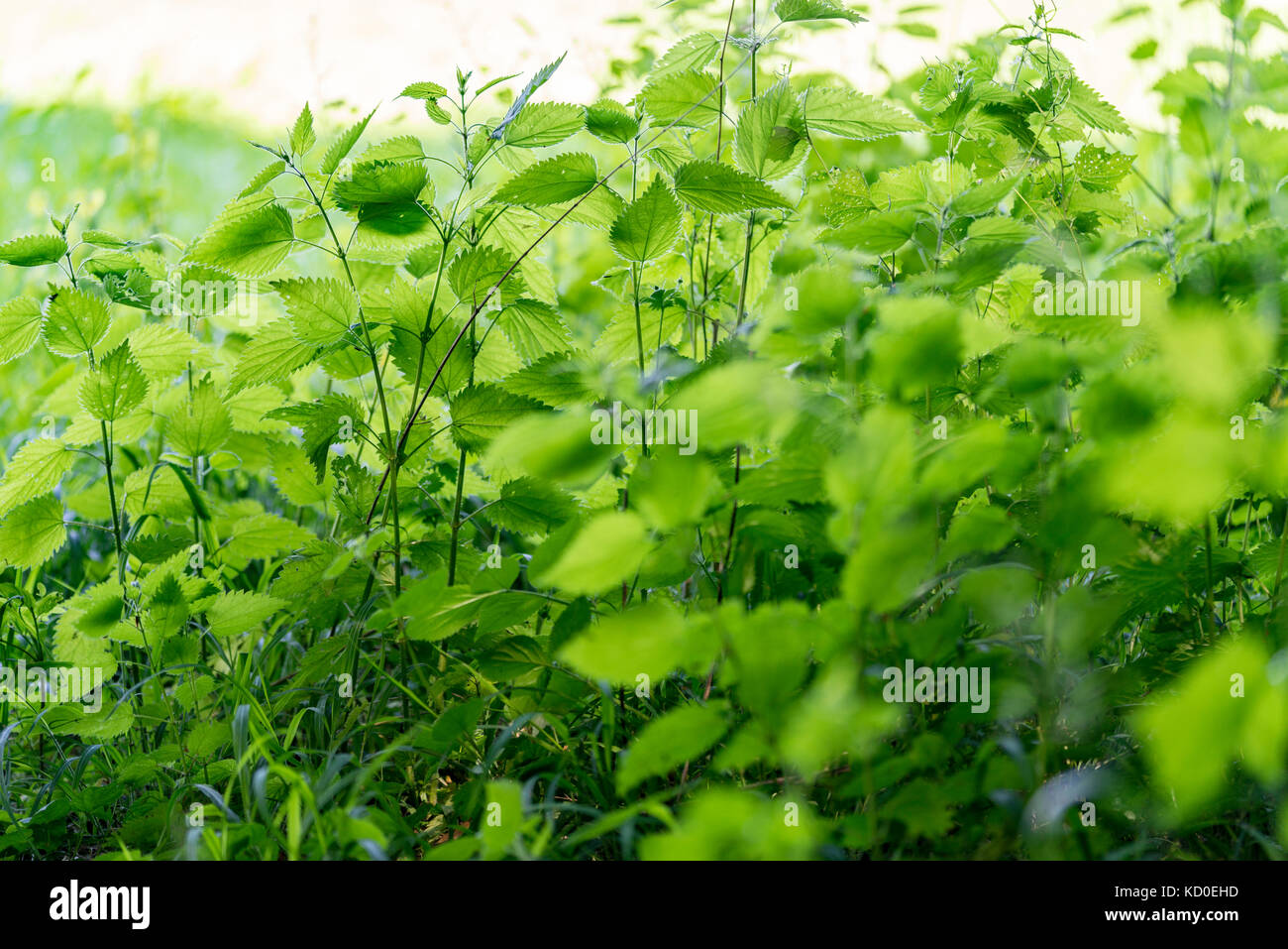 dense translucent green ground cover vegetation closeup Stock Photo - Alamy