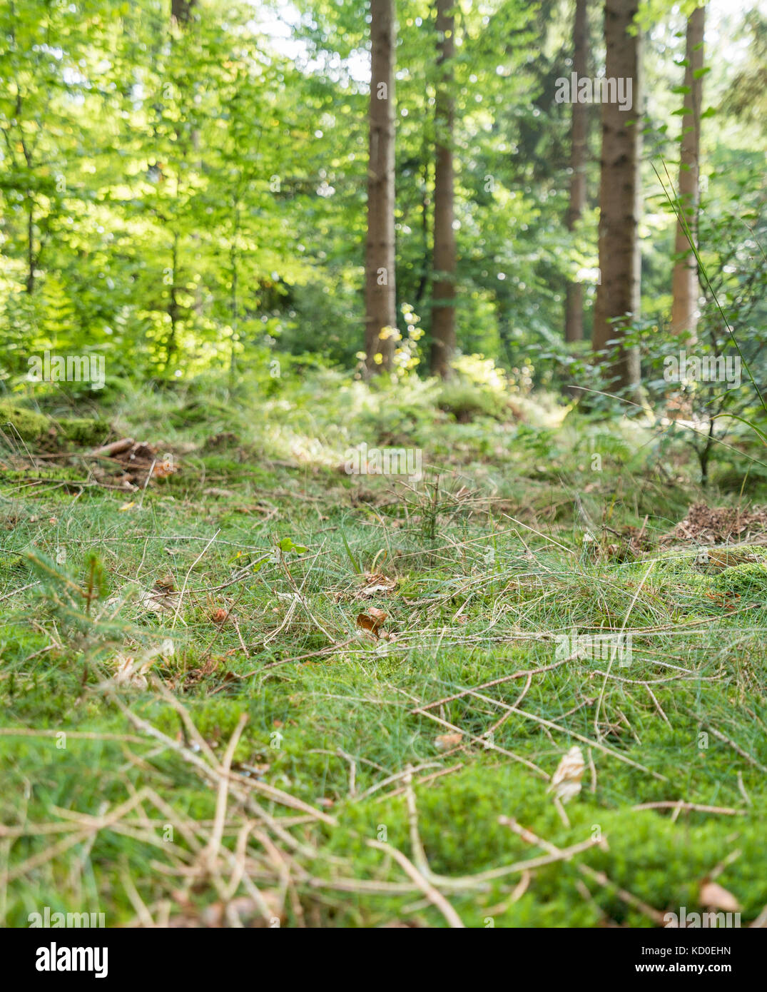 sunny illuminated low angle forest scenery with moss and ground cover ...
