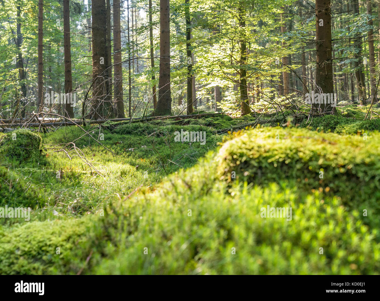 sunny illuminated low angle forest scenery with moss and ground cover ...