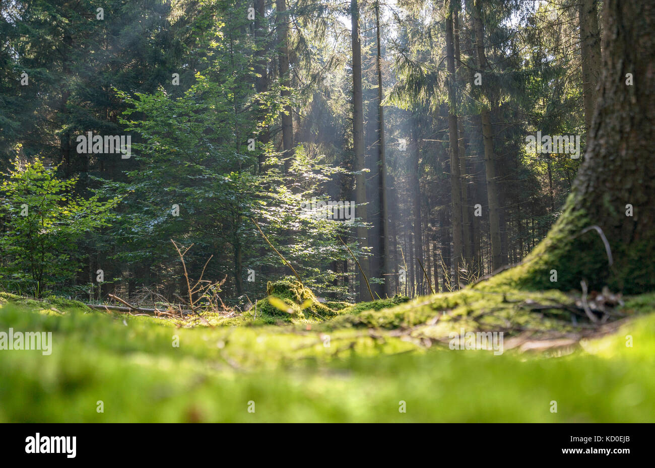 sunny illuminated low angle forest scenery with moss and ground cover ...