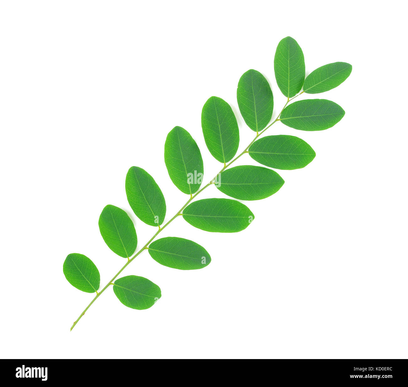 Malunggay leaves hi-res stock photography and images - Alamy