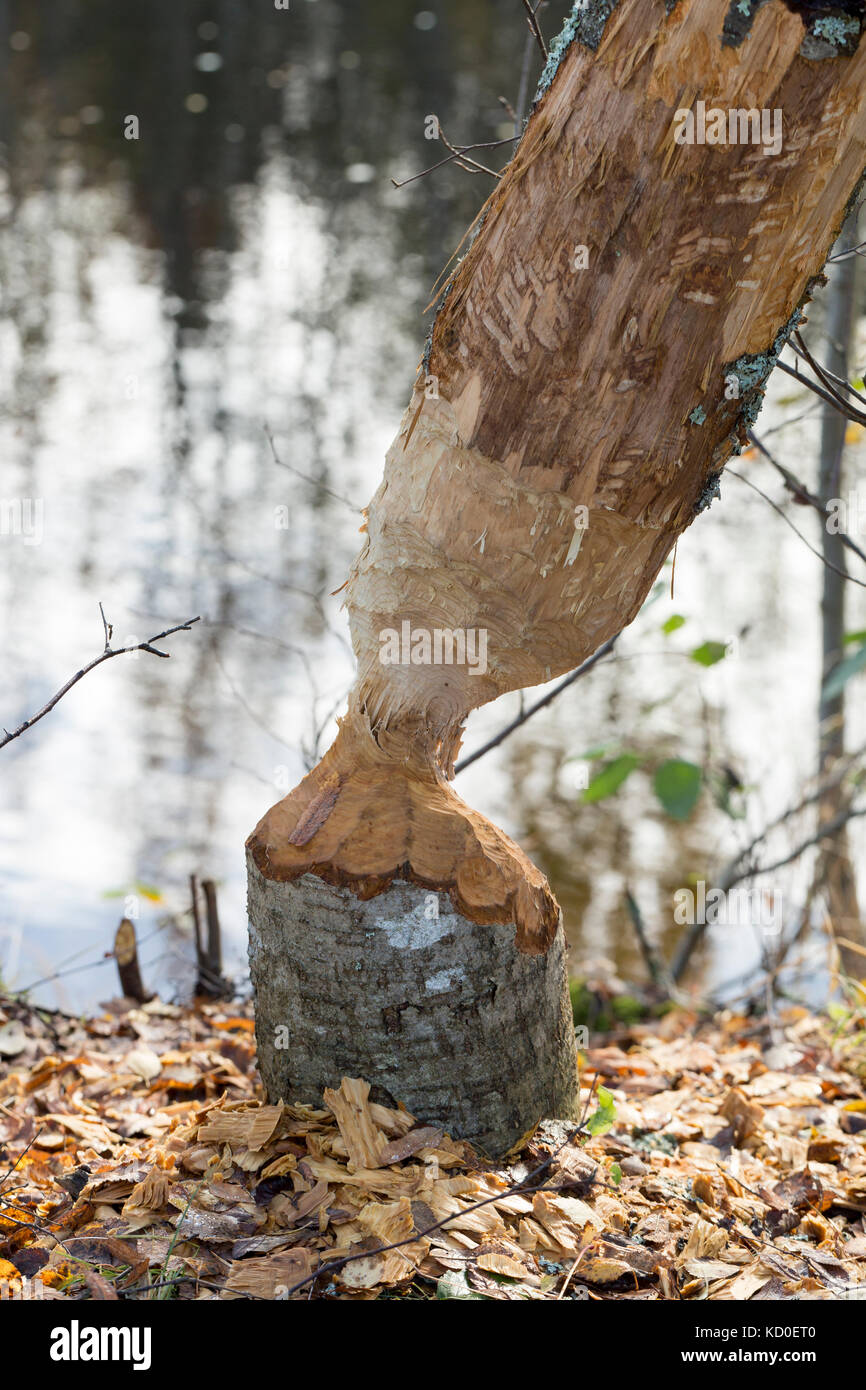 Beaver eaten tree hi-res stock photography and images - Alamy