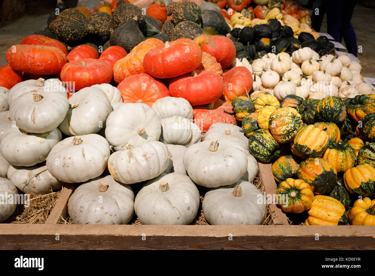 Autumn harvested pumpkins for sale in farm marketplace with shape and ...