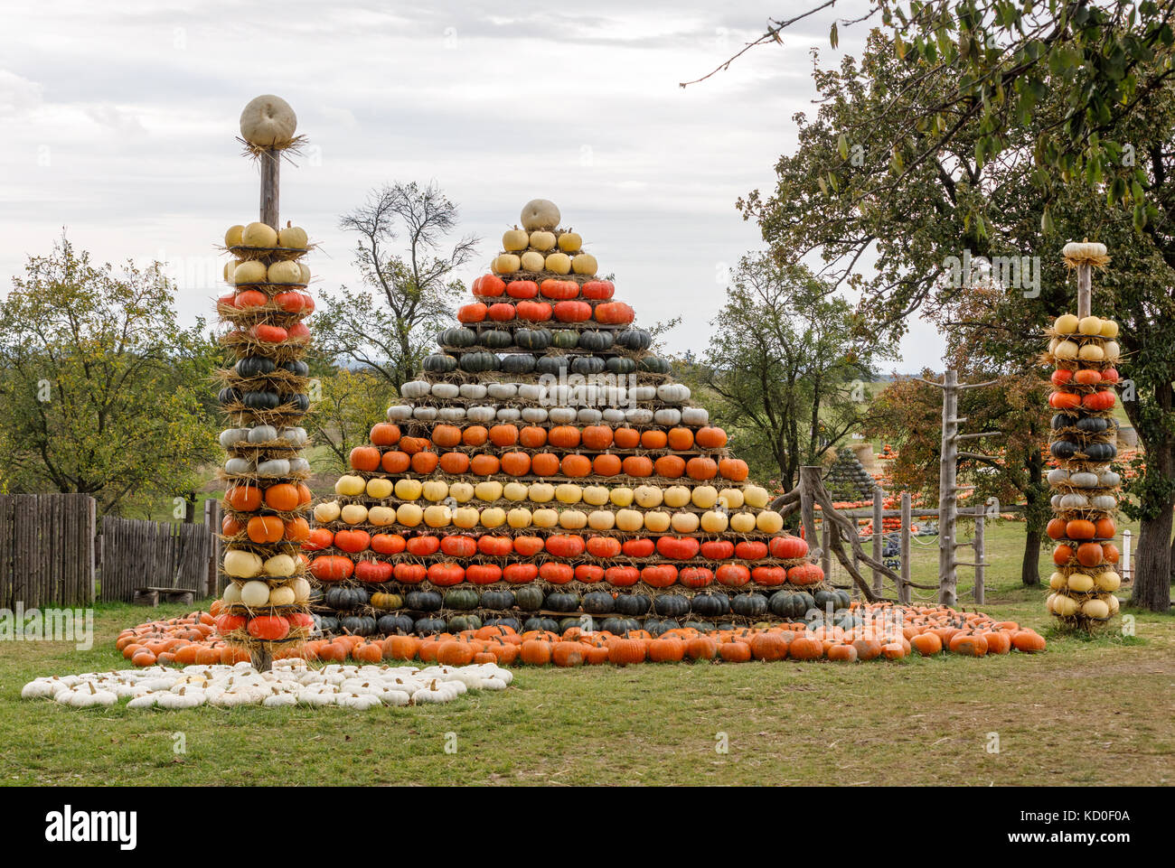 Autumn harvested pumpkins arranged for fun like pyramid with color ...