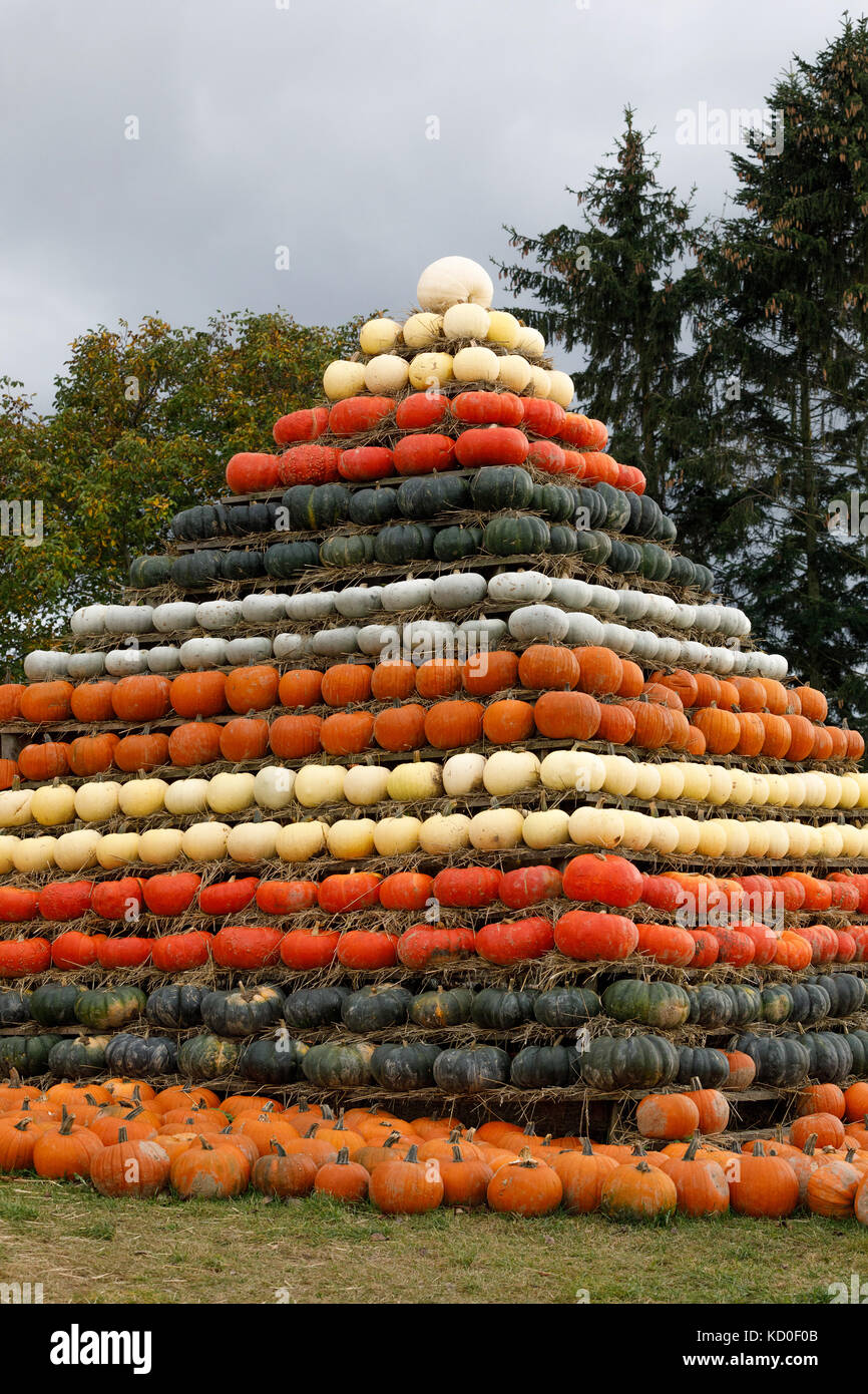 Autumn harvested pumpkins arranged for fun like pyramid with color ...