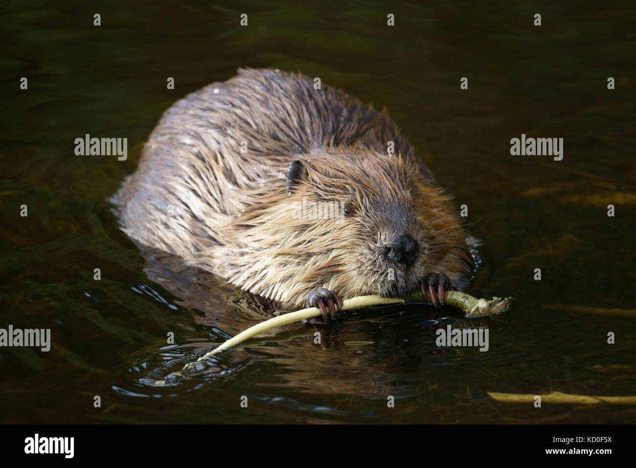Beaver (Castor canadensis) eating willow bark from twig, Denali NP ...