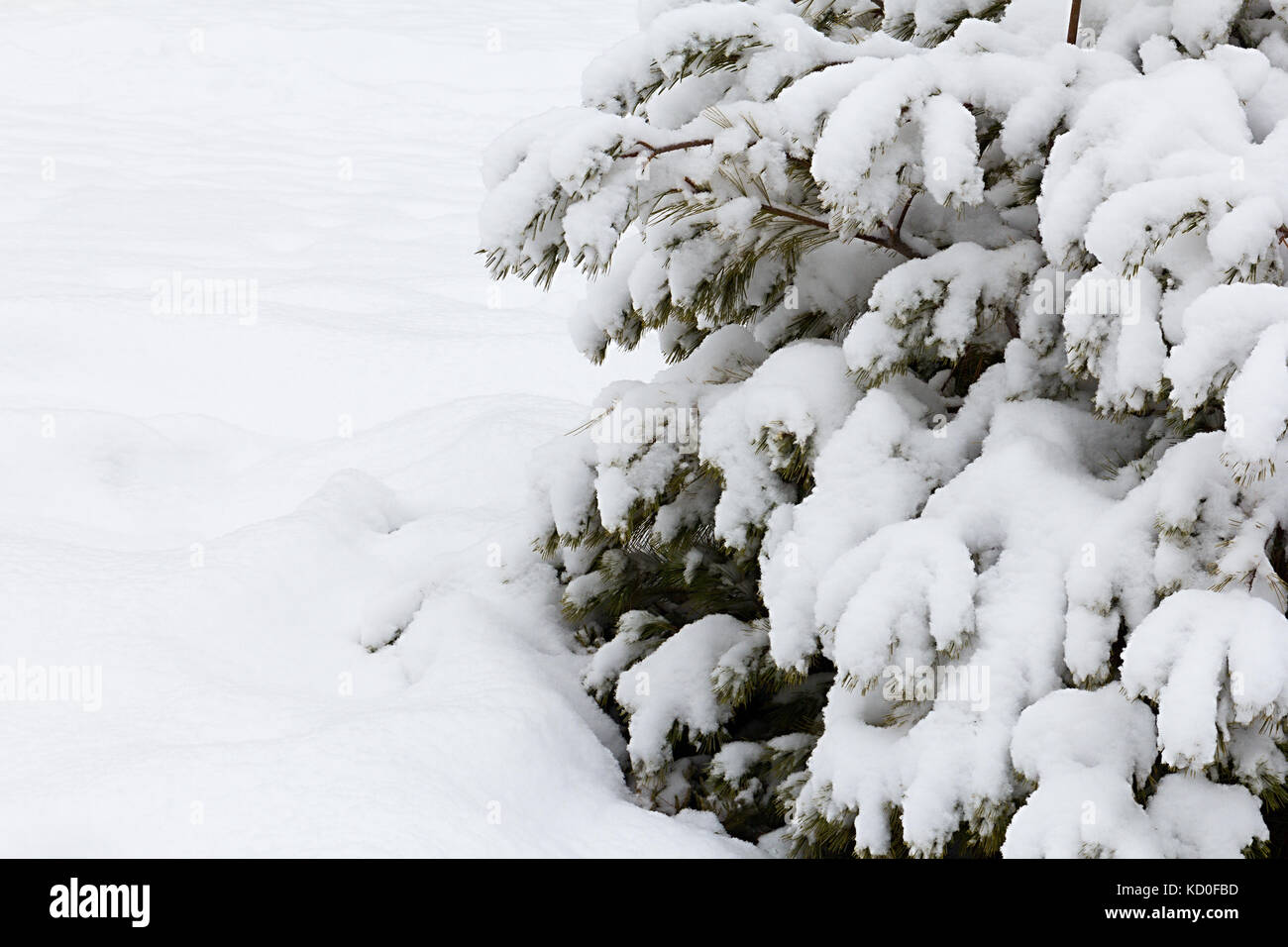 spruce branches under the snow. Spruce tree for the new year. Beautiful ...