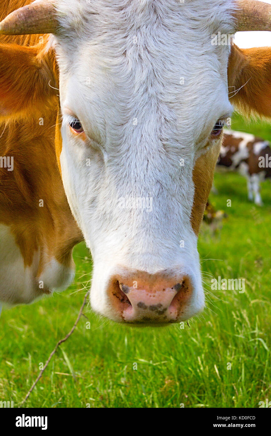 Young bull outdoors close up in sunny day Stock Photo - Alamy