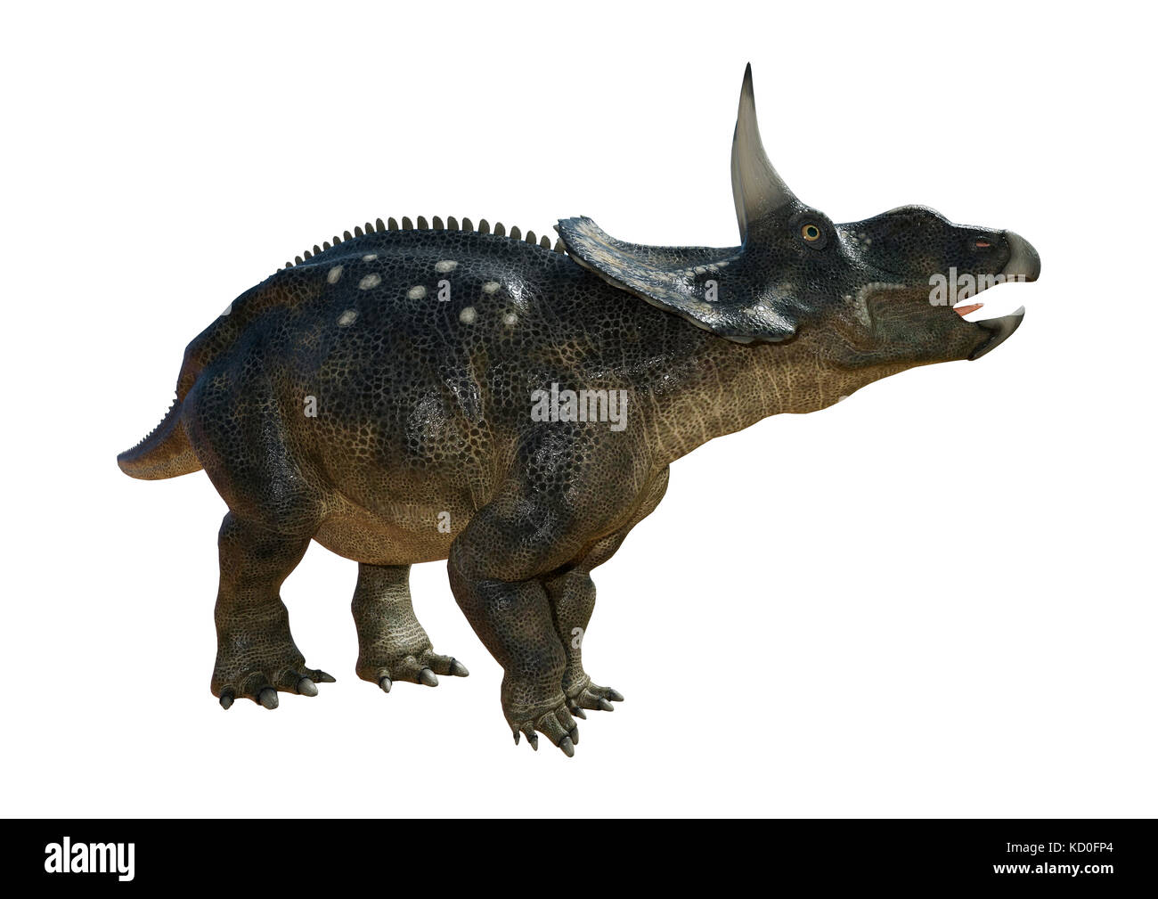 3D rendering of a dinosaur Diceratops isolated on white background ...