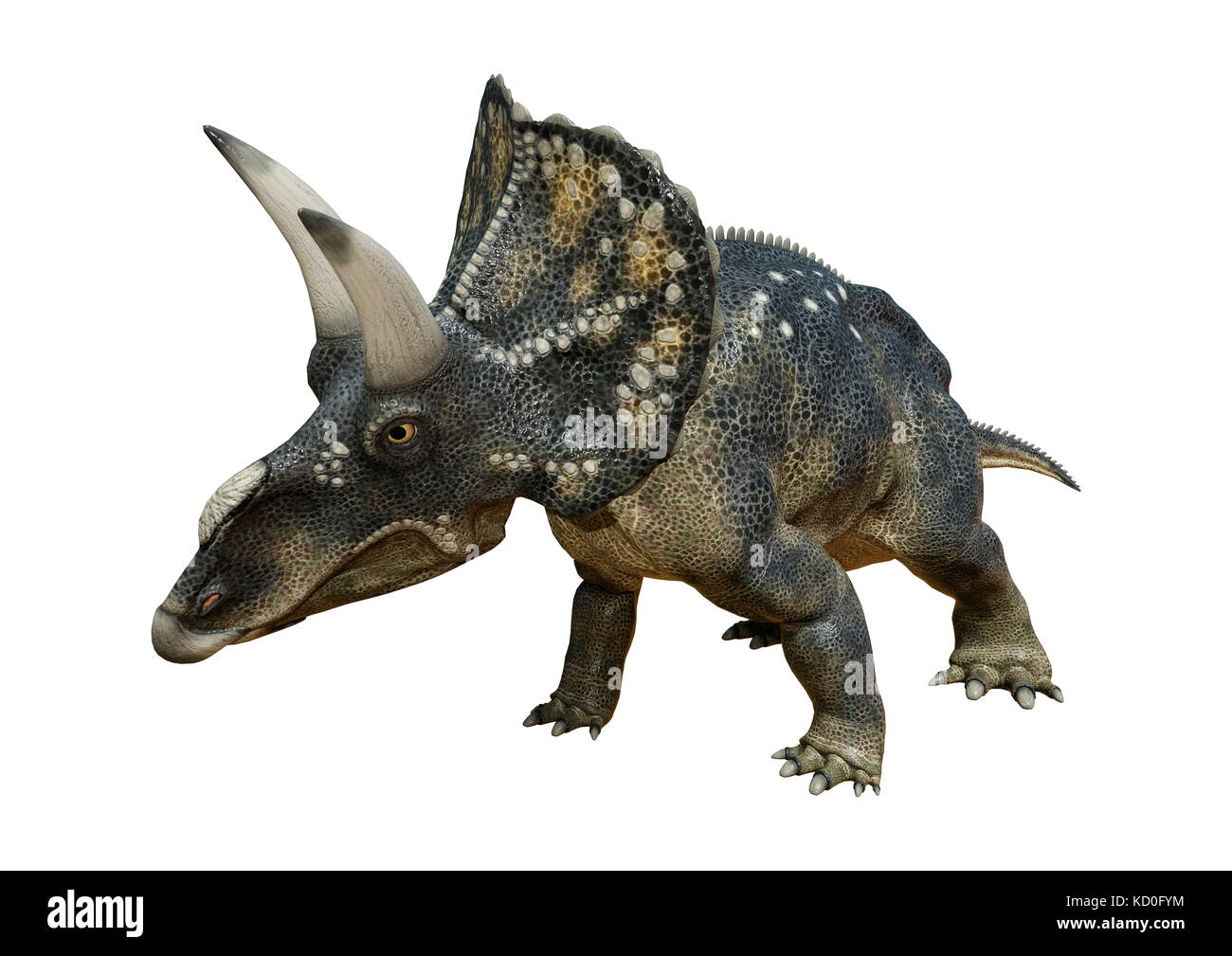 3D rendering of a dinosaur Diceratops isolated on white background ...