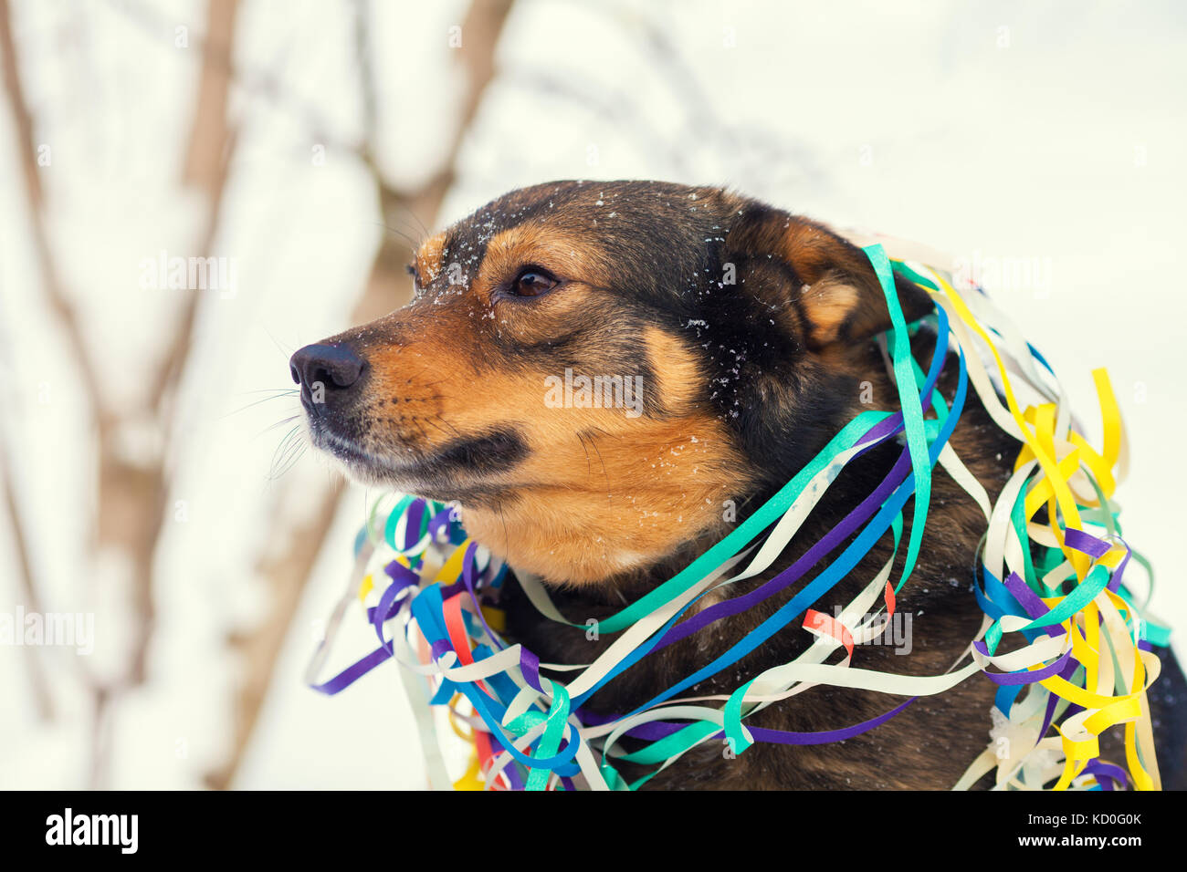 Dog entangled in colorful streamer outdoors Stock Photo - Alamy