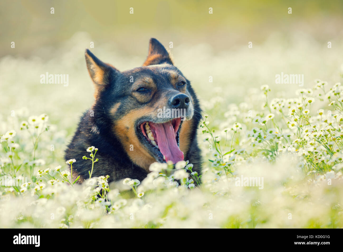 Dog flower field hi-res stock photography and images - Alamy