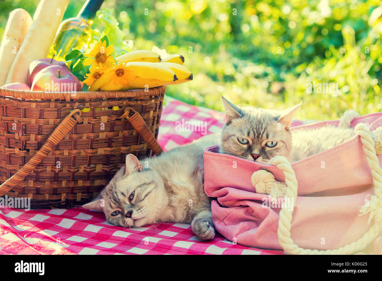 Two cats lie on a blanket near a picnic basket outdoors in summer Stock ...