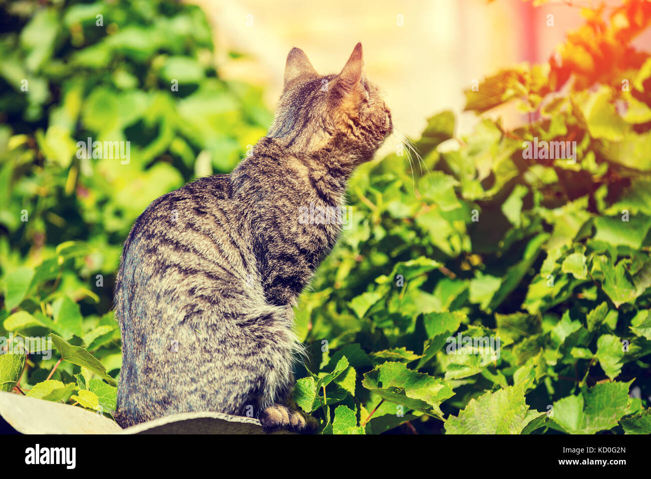 Back to camera rear view hi-res stock photography and images - Alamy
