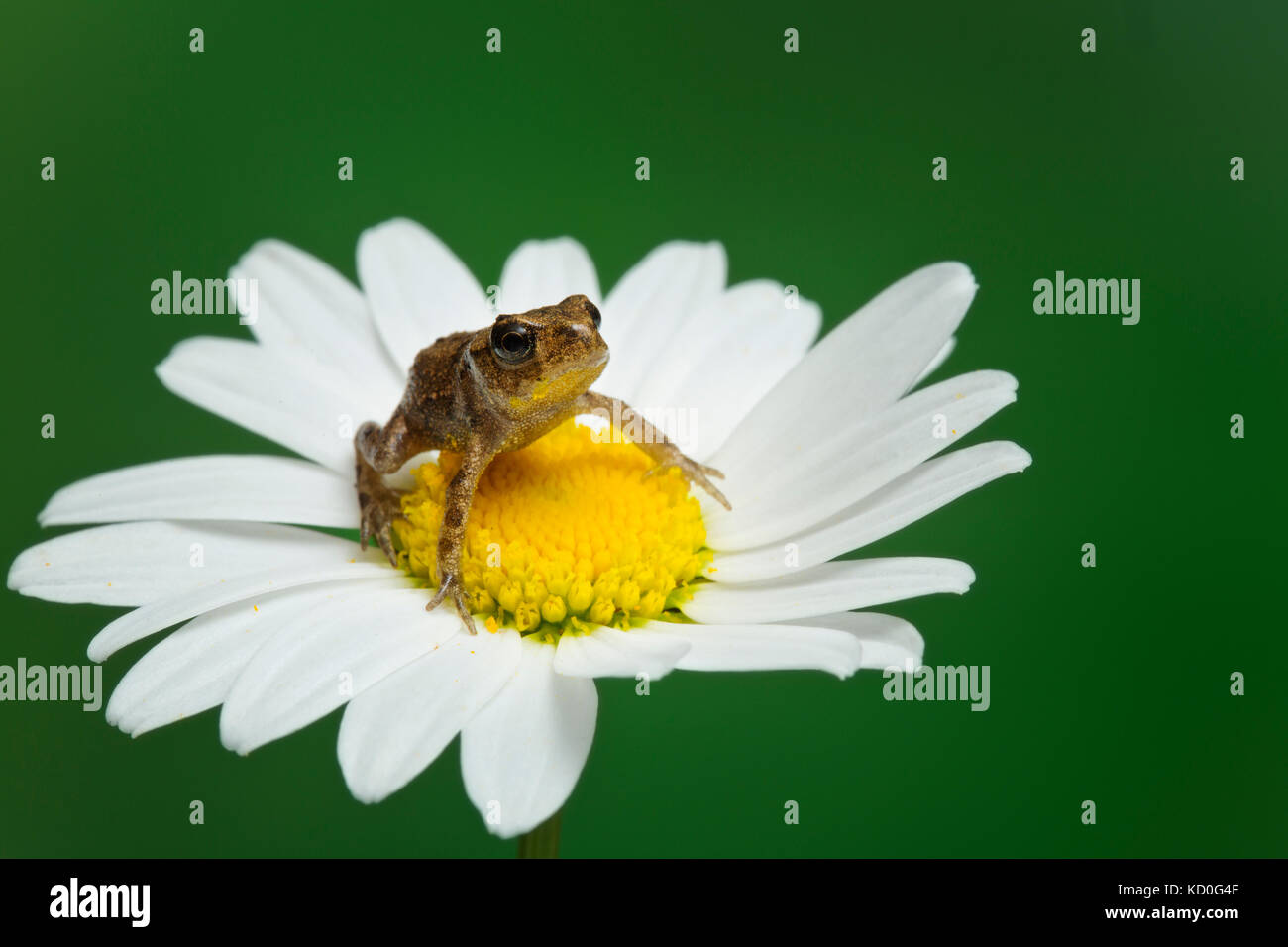 Baby Toads High Resolution Stock Photography and Images - Alamy