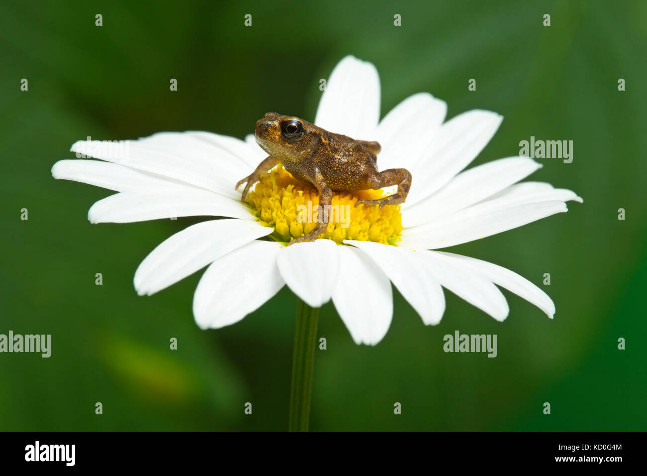 Baby Toads High Resolution Stock Photography and Images - Alamy
