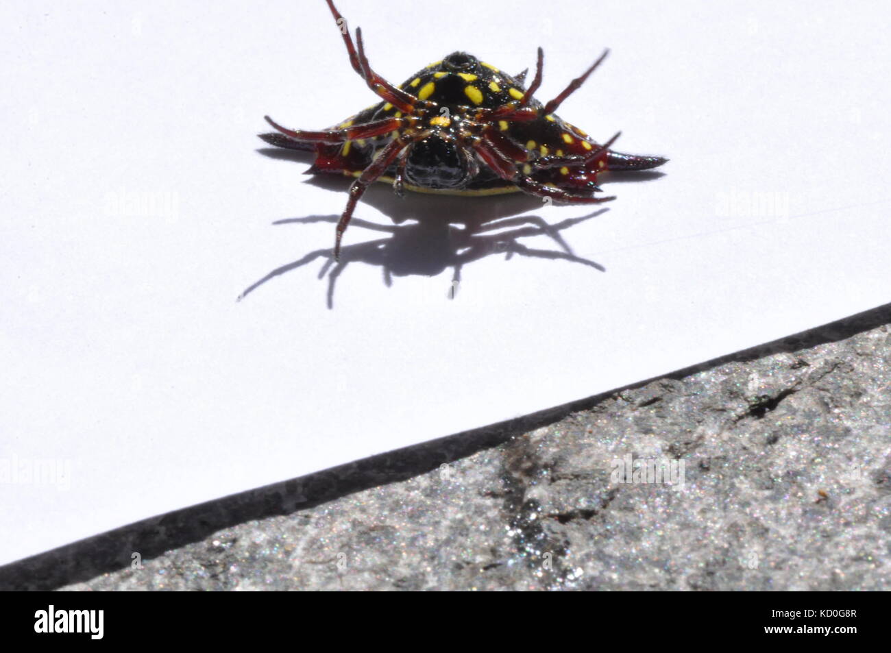Northern Jeweled spider (Gasteracantha fornicata), Townsville ...