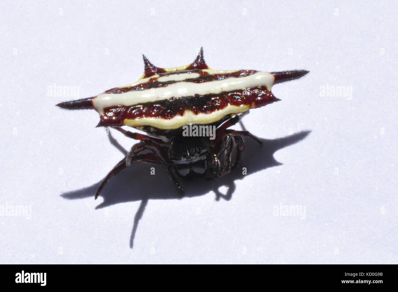 Northern Jewelled spider (Gasteracantha fornicata), Townsville ...