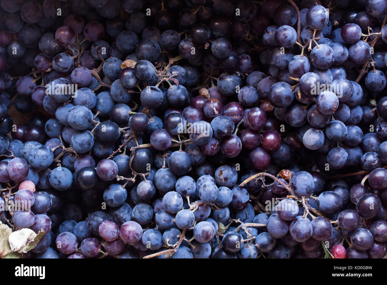 Grapeseed hi-res stock photography and images - Alamy