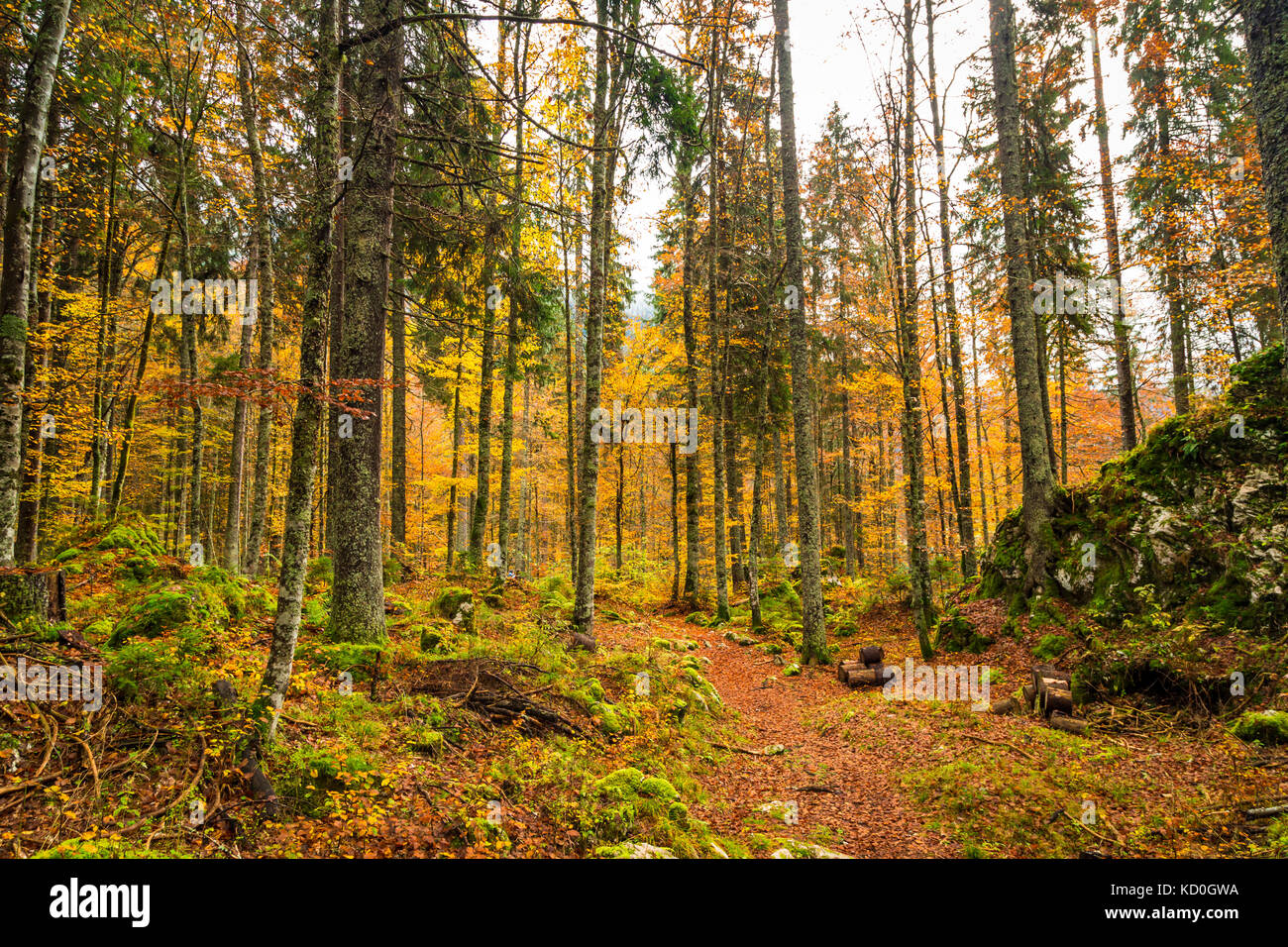 Fall in the italian alps in a misty day Stock Photo - Alamy