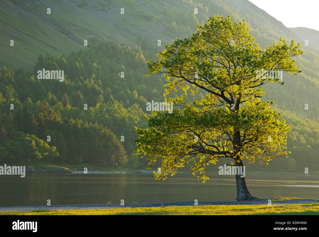 A tree on the edge of Buttermere lake in Cumbria Stock Photo - Alamy