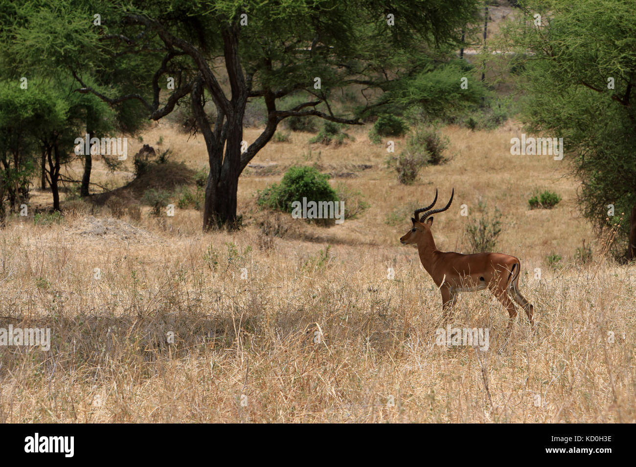 little impala at Tanzania safari Stock Photo - Alamy