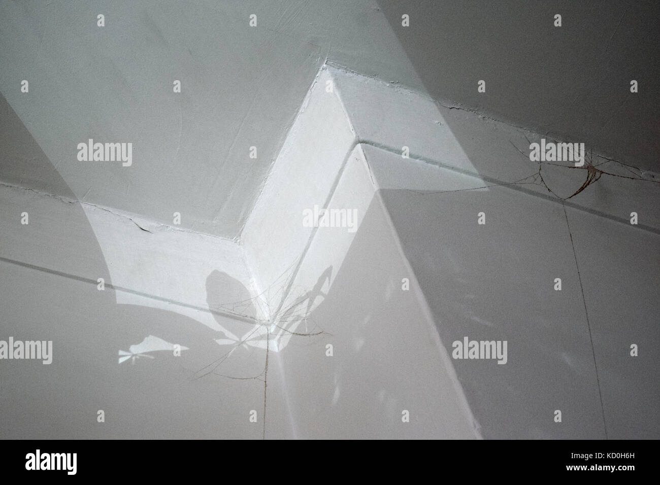 light falling onto a ceiling and coving showing cobwebs in a bedsit ...