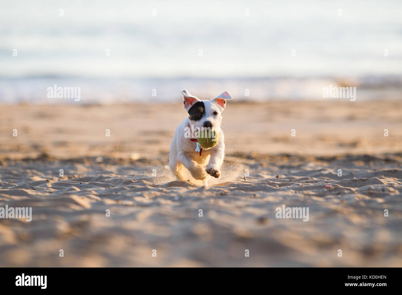 Jack russell running on beach Stock Photo - Alamy