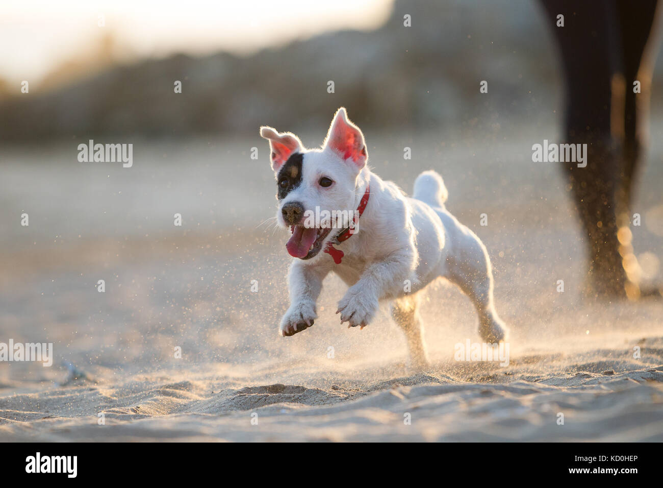 Jack russell running on beach Stock Photo - Alamy