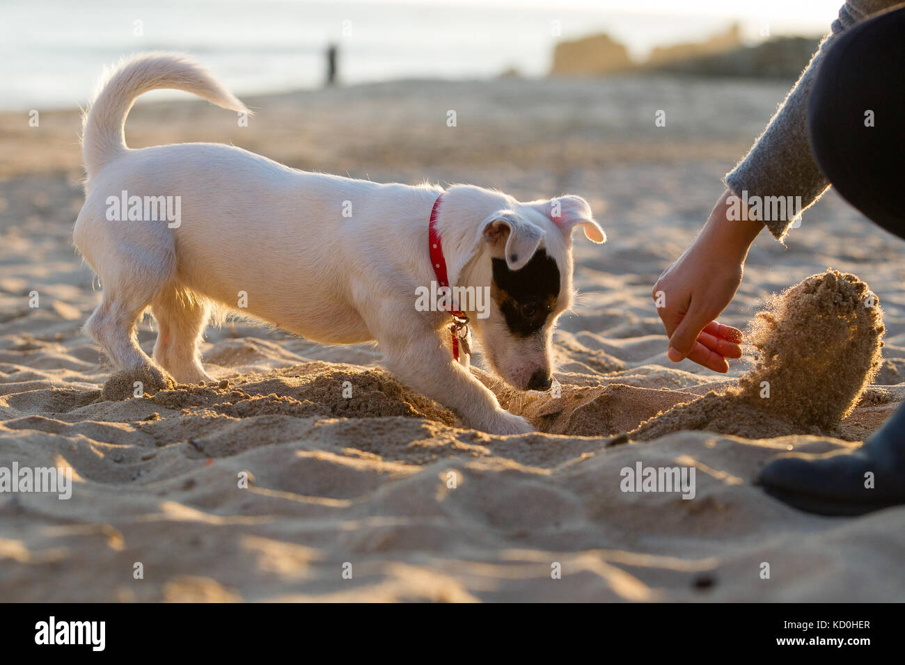 Jack russell digging in sand Stock Photo - Alamy