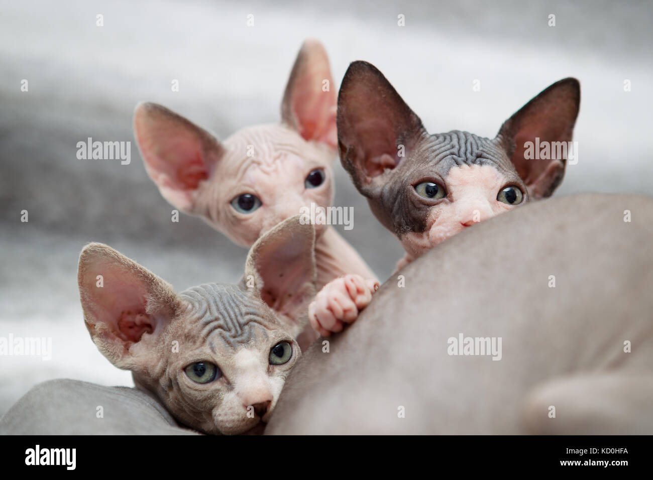 Sphynx kitten peeking over mother Stock Photo - Alamy