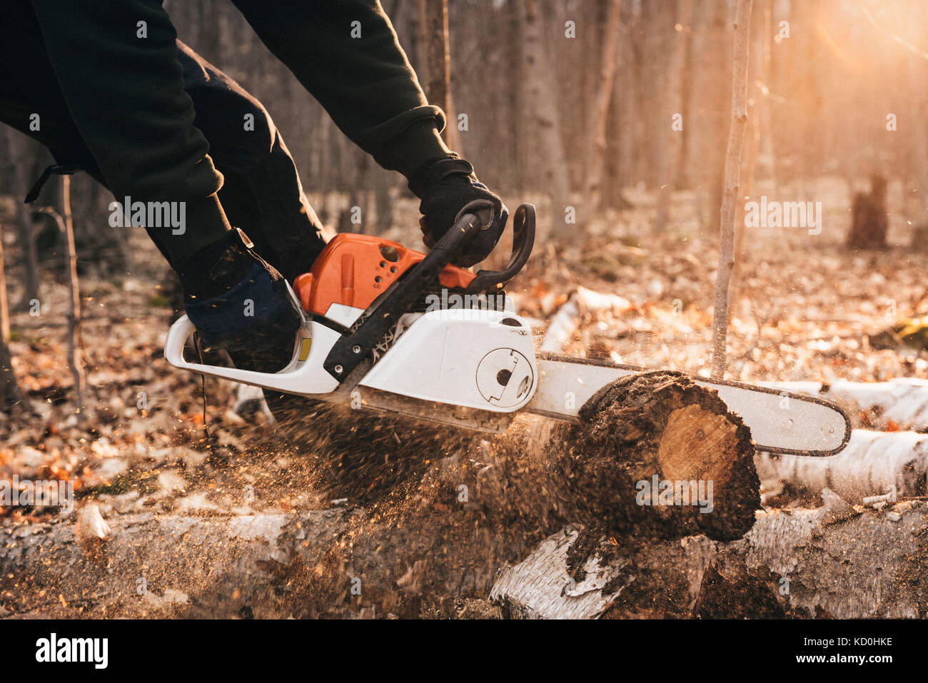 Cropped shot of man chainsawing tree trunk on autumn forest floor Stock ...