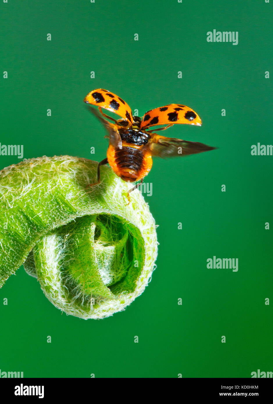 Ladybird flying hi-res stock photography and images - Alamy