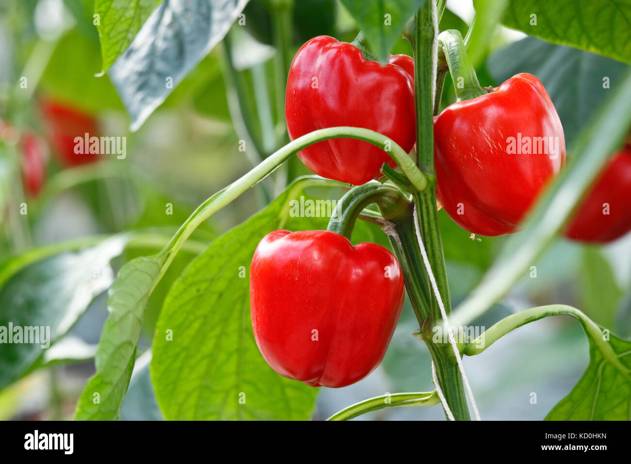 Red bell pepper (sweet pepper) on the pepper tree Stock Photo - Alamy