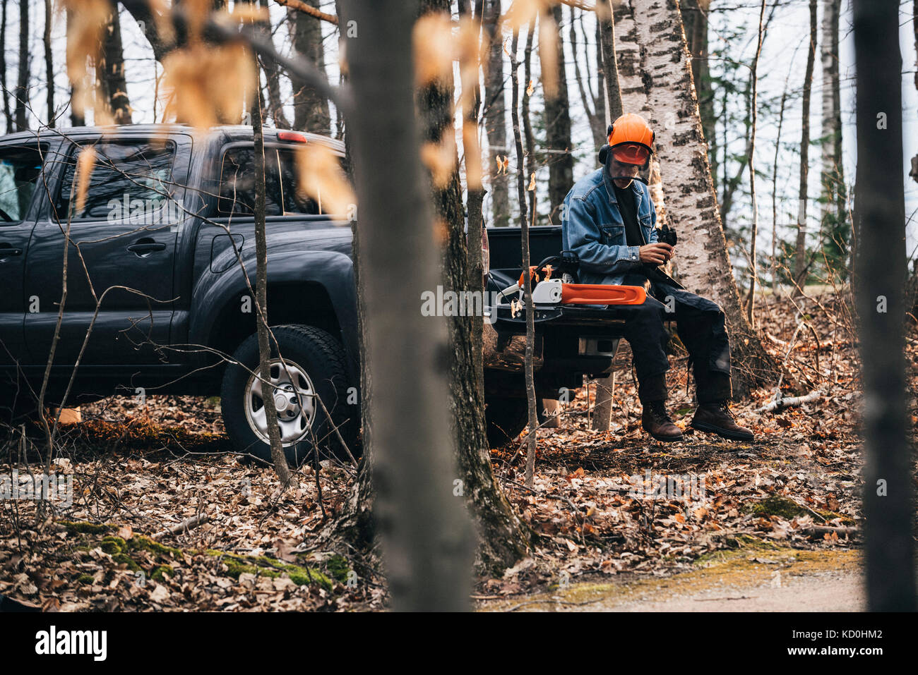 Male logger sitting on pick-up truck holding protective gloves in ...
