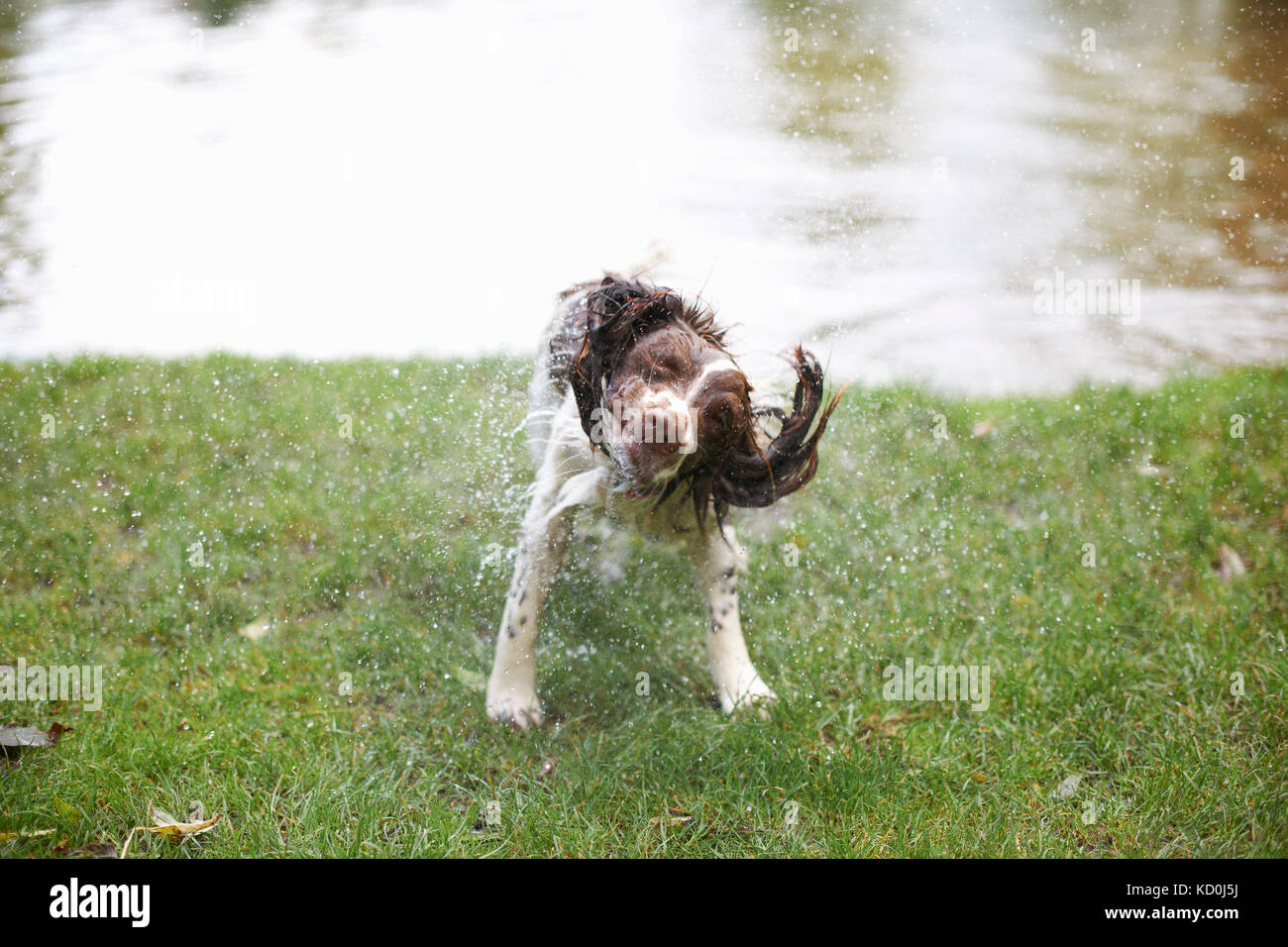 Dog shaking water from wet hair Stock Photo - Alamy