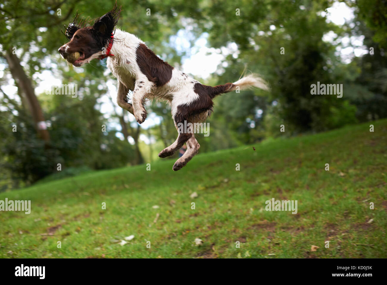 Dog in mid air hi-res stock photography and images - Alamy