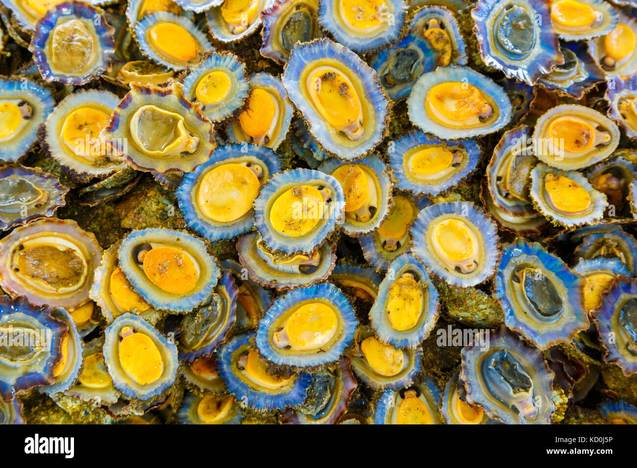 Limpets for food hi-res stock photography and images - Alamy