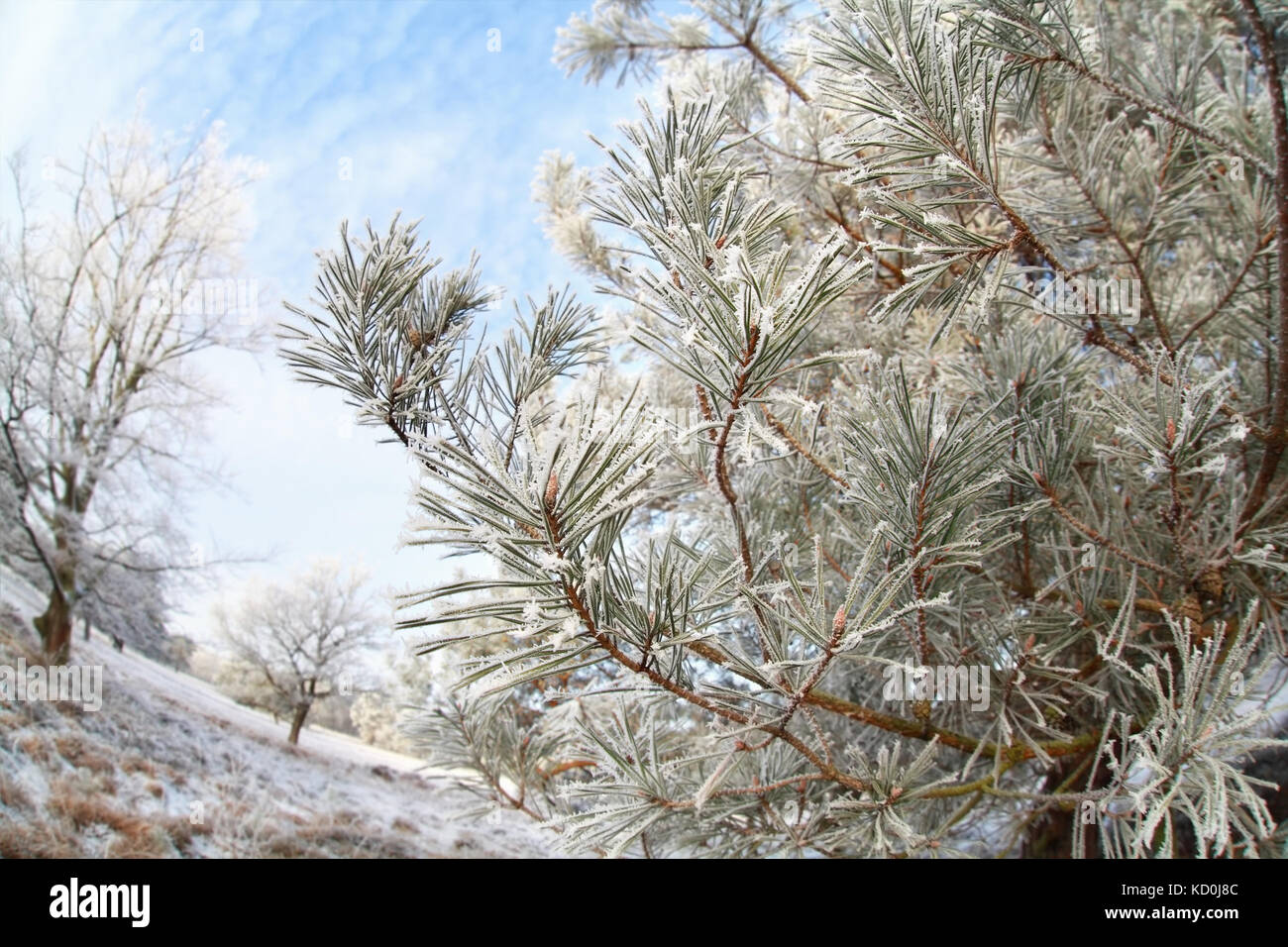 pine tree branches close up in winter day Stock Photo - Alamy