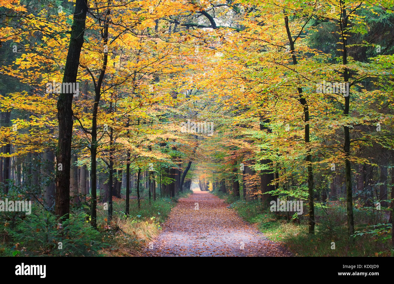 walking path in autumn golden forest Stock Photo - Alamy