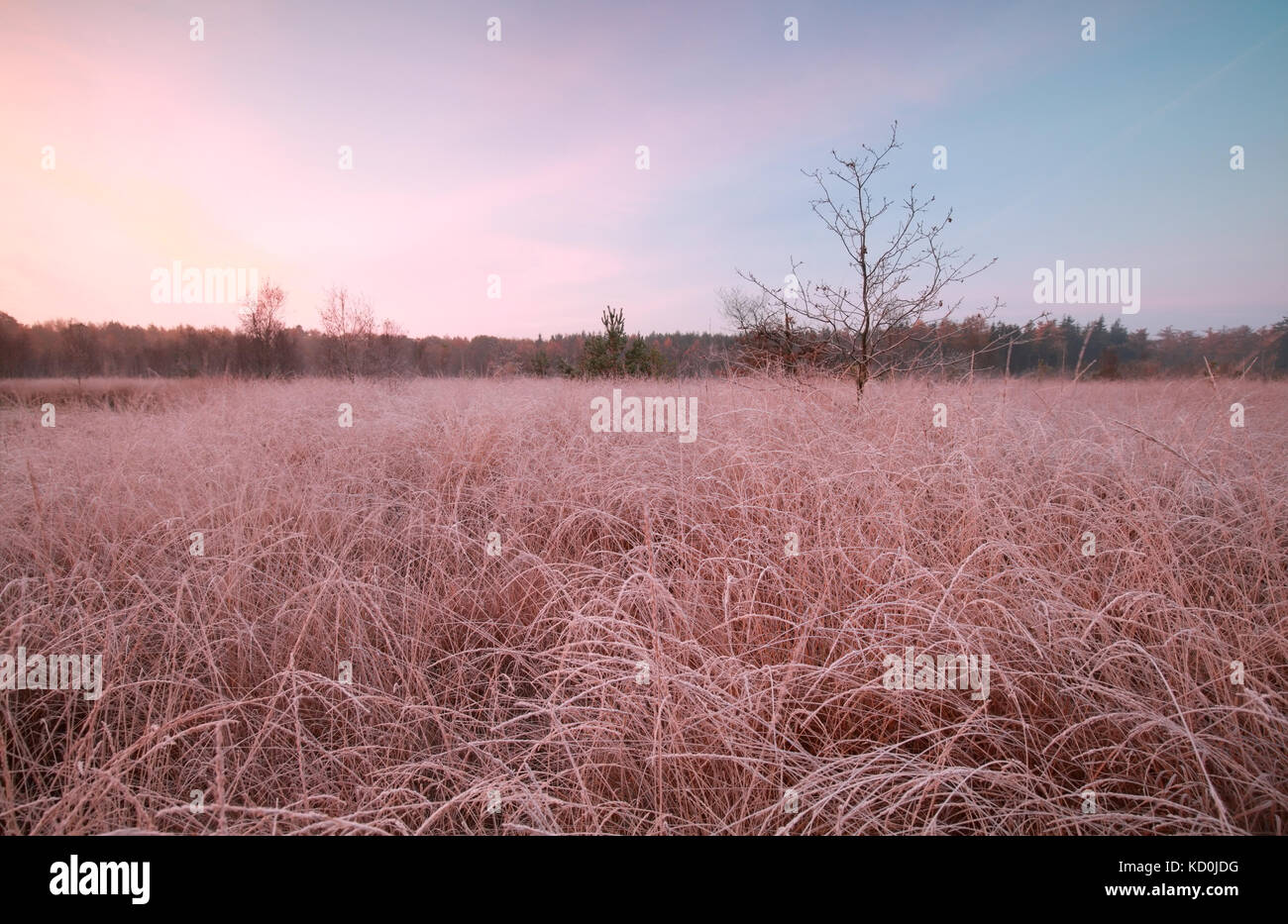 frosty autumn sunrise on marsh Stock Photo - Alamy