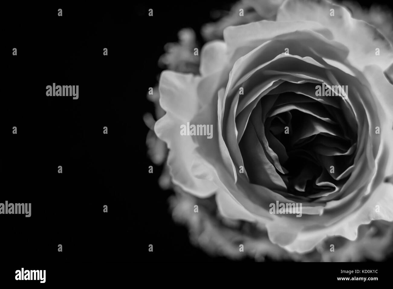 Violet flower poster Black and White Stock Photos & Images - Alamy