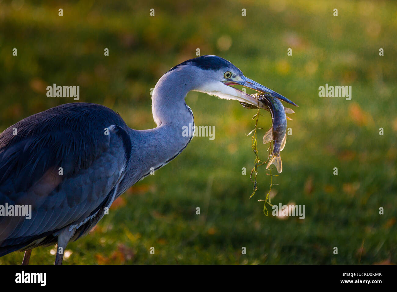 Large fish pike feeding hi-res stock photography and images - Alamy