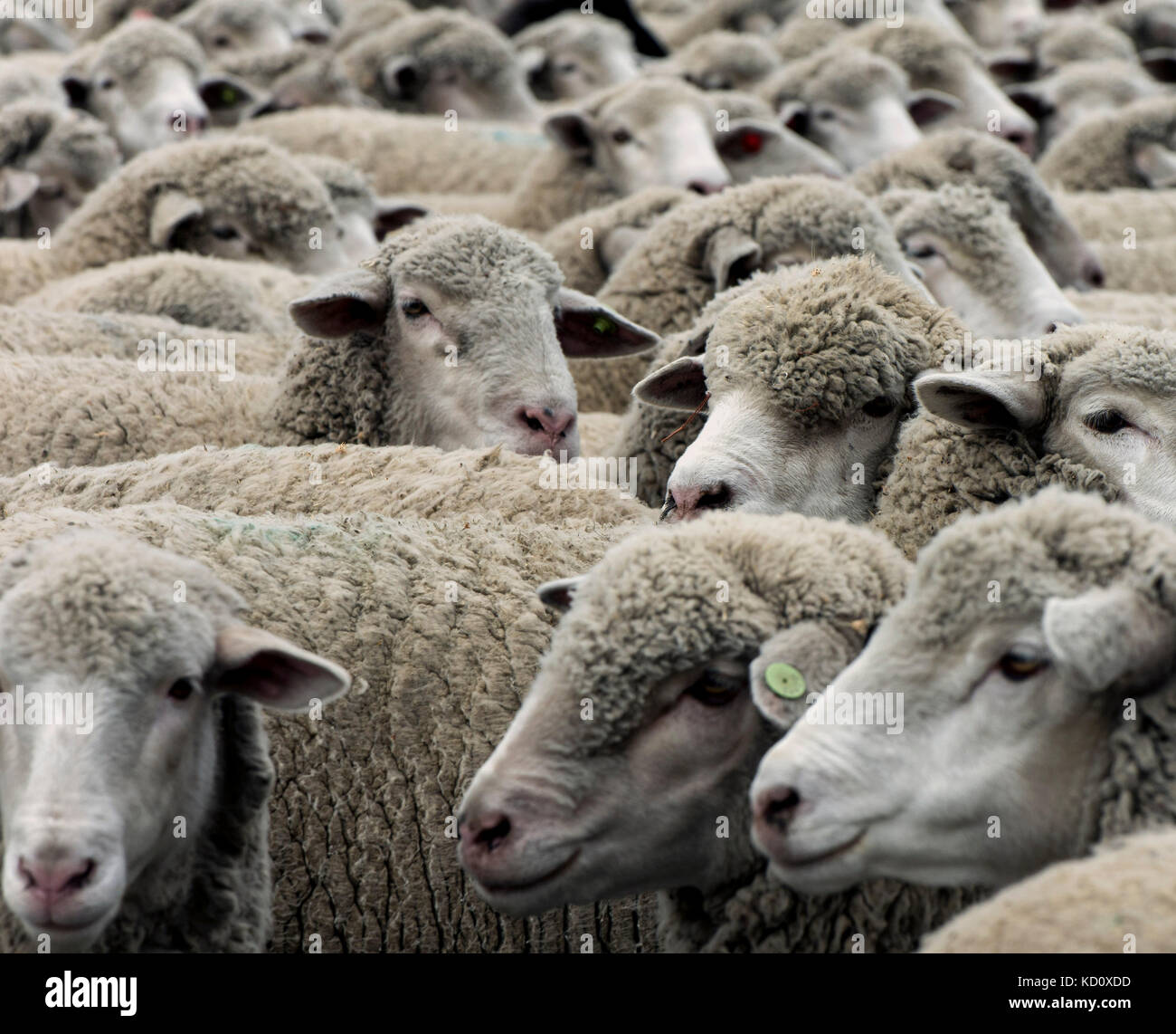 Ketchum, Idaho, USA. 08th Oct, 2017. Fifteen hundred sheep are herded ...
