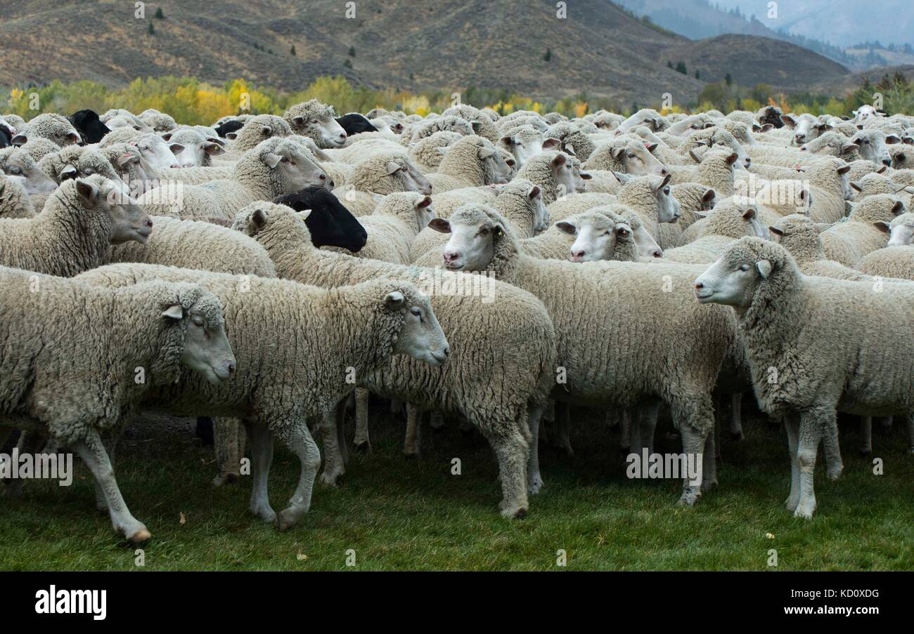 Ketchum, Idaho, USA. 08th Oct, 2017. Fifteen hundred sheep are herded ...