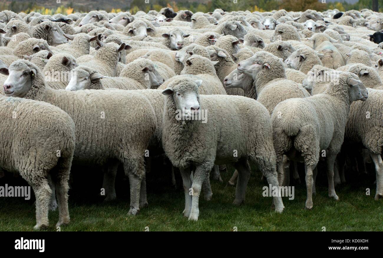 Ketchum, Idaho, USA. 08th Oct, 2017. Fifteen hundred sheep are herded ...
