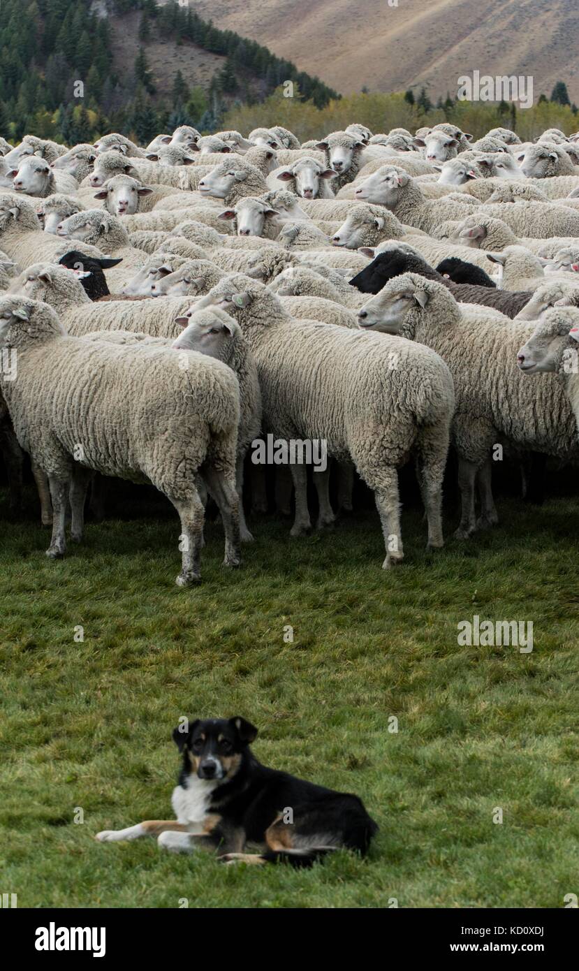 Ketchum, Idaho, USA. 08th Oct, 2017. Fifteen hundred sheep are herded ...