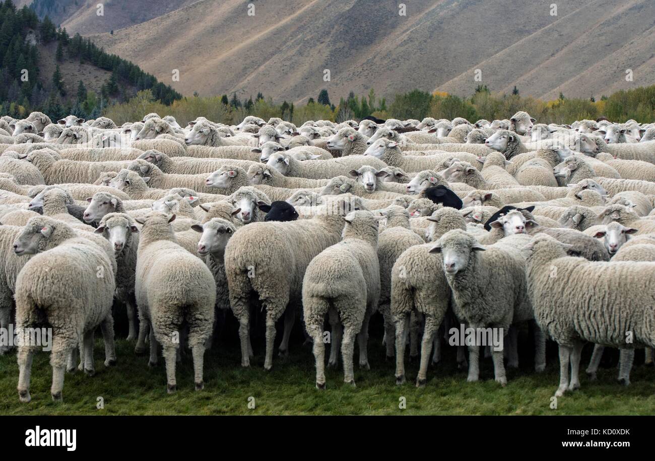 Ketchum, Idaho, USA. 08th Oct, 2017. Fifteen hundred sheep are herded ...